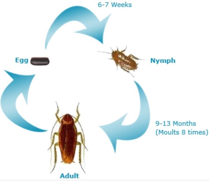 Cockroach: A Life Cycle Of A Cockroach 6B4